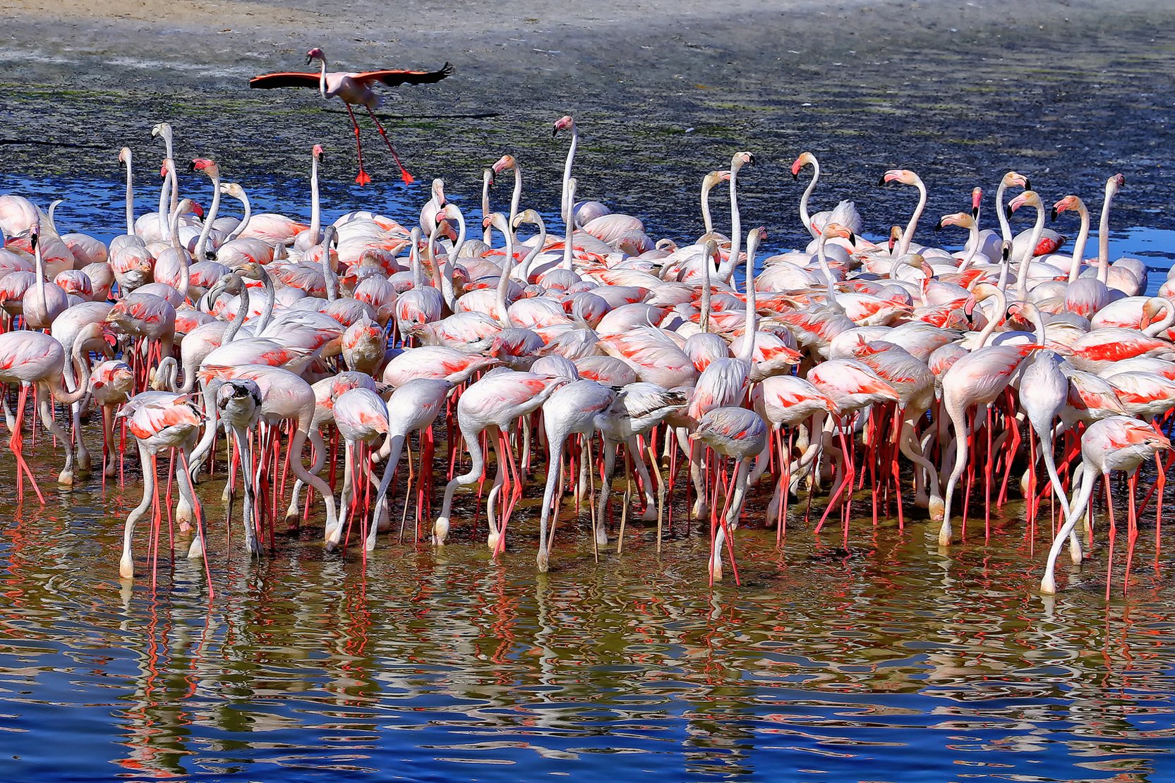 Ras Al Khor Wildlife Sanctuary Propsearch ae Ras Al Khor Wildlife Sanctuary Propsearch ae